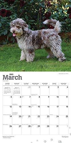 Cockapoo Calendar 2023: 12 x 24 Inch Large Monthly Wall Calendar and ...