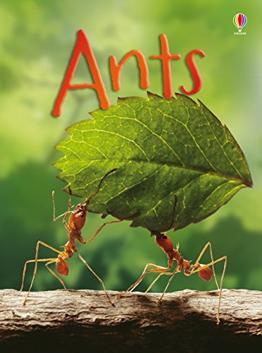 Usborne Beginners Nature 10 Books Set (Ants, Bugs, Spiders, Tree ...