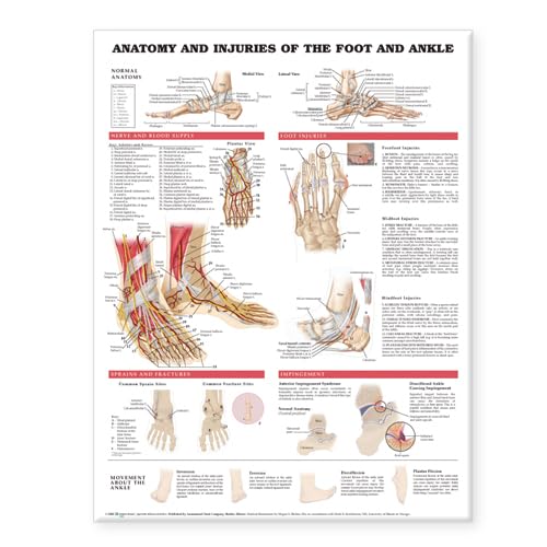 Anatomy and Injuries of the Foot and Ankle By Anatomical Chart Company ...