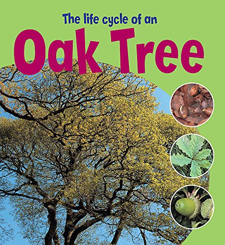 Learning About Life Cycles: The Life Cycle of an Oak Tree By Ruth ...