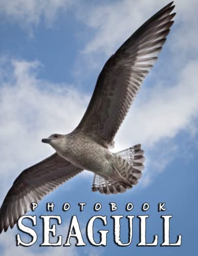 A Photo Book Of Seagull: An Album Consist Of Compelling Photos ...
